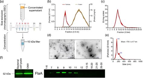 Characterization Of Helicobacter Pylori Omvs A Graphical