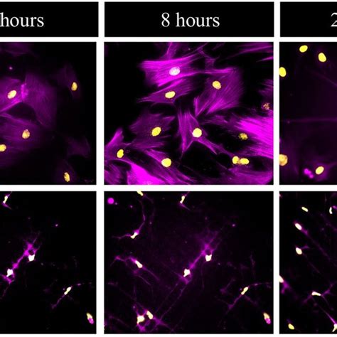 Hmscs Adapt Cell And Nucleus Morphology Within The First Hours After