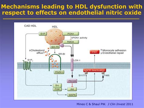 Ppt Hdl C Concentration Versus Hdl Particle Function What Exactly