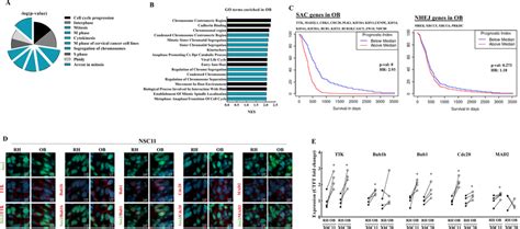 sac related gene expression in tumor cells a ipa defined subfunctions
