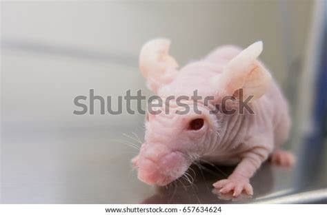 Nude Mouse Laboratory Mouse Model Used Stock Photo Shutterstock