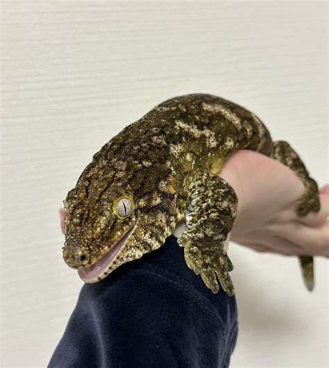 Finally Got A Leachie R Geckos