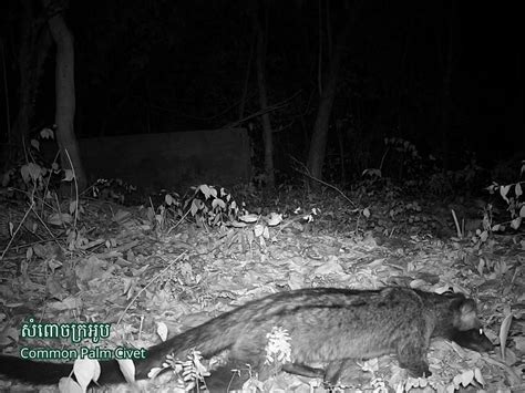 វត្តមានសត្វព្រៃជាច្រើនប្រភេទ នៅតំបន់ទេសភាពភ្នំថ្មកំបោរ ខេត្តបាត់ដំបង សារព័ត៌មាន នគរវត្ត