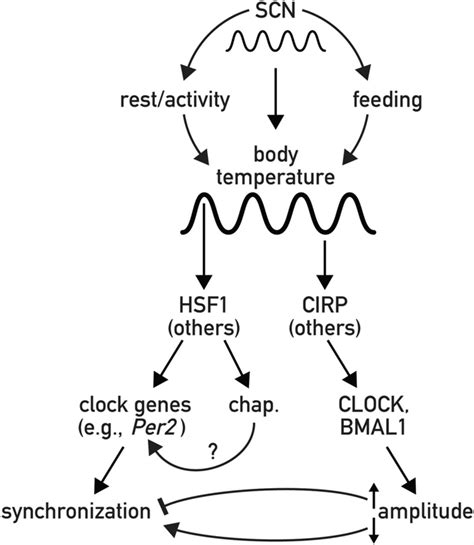 Clock Talk Interactions Between Central And Peripheral Circadian Oscillators In Mammals