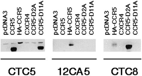Western Blot Of Ccr5 Using N Terminal Mabs Ctc5 And Ctc8 Were The Only
