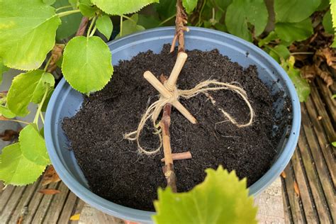 20 Plants To Propagate By Layering And How To Do It 20 Plants To Propagate By Layering And How To Do It