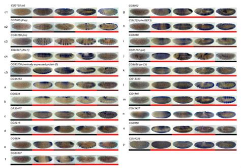 In Situ Hybridization Of Selected Genes Representative Images Of Download Scientific Diagram