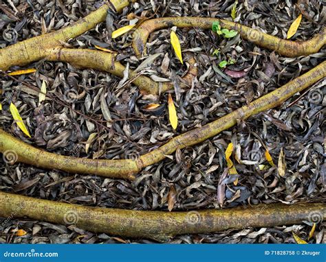 Surface Tree Roots Royalty Free Stock Photography CartoonDealer Com 71828759