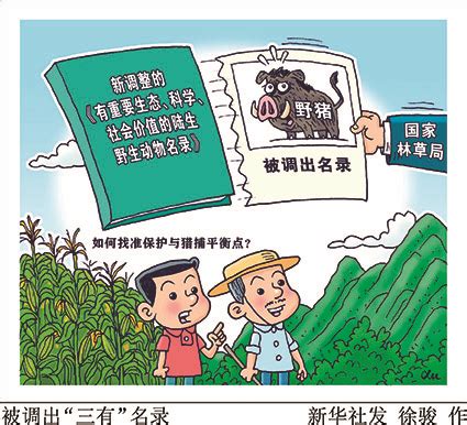 野豬被調出三有名錄可以隨意捕殺嗎 新華每日電訊