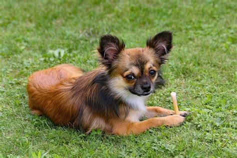 Tìm Tên Cho Chú Cún Nhỏ Small Cute Dog Names Những ý Tưởng độc đáo Và