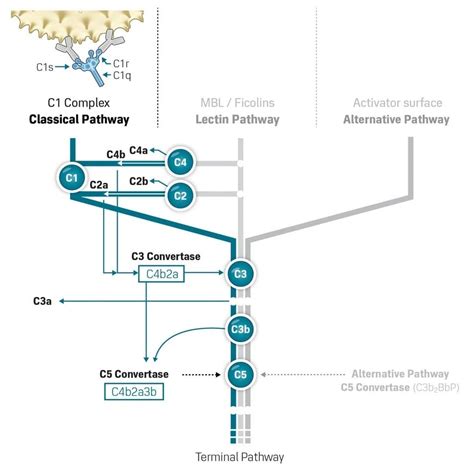 Classical Pathway