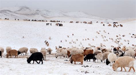Иргэд аж ахуйн нэгжүүд малчдад туслахаар нийт 3 7 тэрбум төгрөгийг УОК т хүлээлгэн өгчээ Цэх