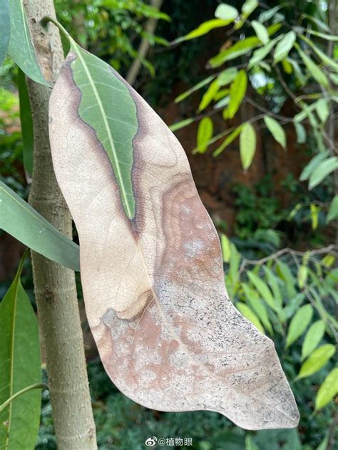 来点有难度的这是以我国著名植物学家命名的一棵树