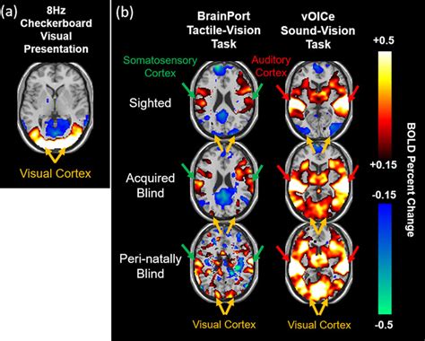 Visual Cortex Fmri