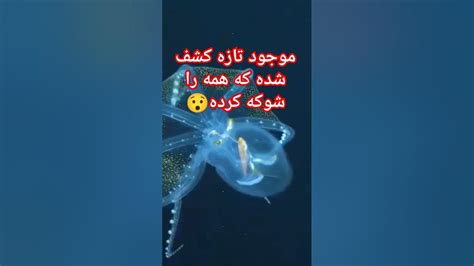 عجیب ترین و مرموزترین حیوانی که همه را شوکه کرده اختاپوس شفافشیشه ای😯