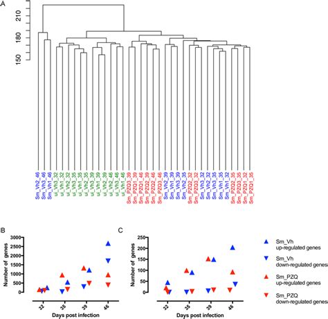 Hierarchical Clustering Of Gene Expression Between Different Treatment Download Scientific
