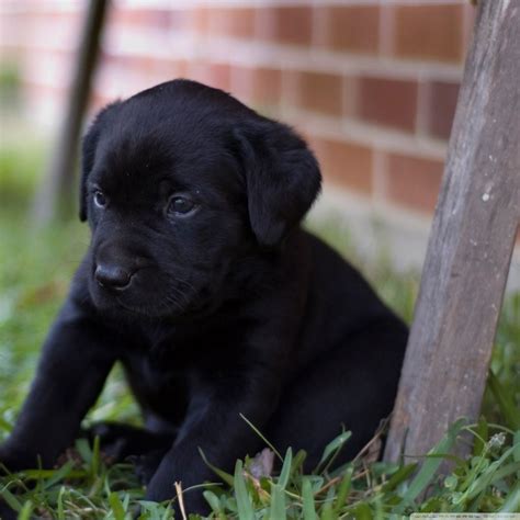 Cute Black Lab Puppies Wallpapers On Wallpaperdog
