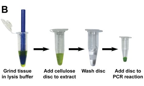 Isolating DNA For Research Inexpensively In 30 Seconds Genetic Literacy Project