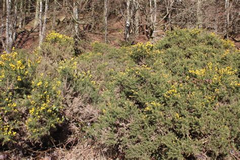 Gorse Bushes © Billy Mccrorie Cc By Sa20 Geograph Britain And Ireland