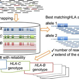PDF The Impact Of Next Generation Sequencing Technologies On HLA Research
