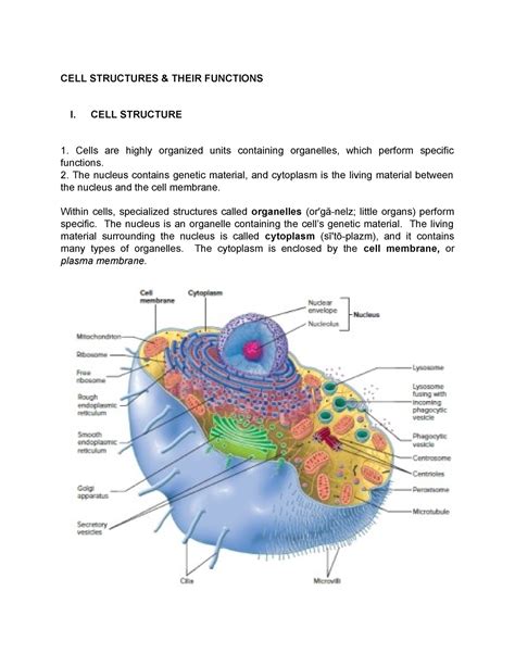 CELL Structures This File Is Free For Everyone Seeley S Anatomy And Physiology CELL
