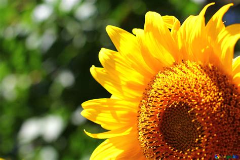 Шпалери на робочий стіл квітка безкоштовна картинка № 32825