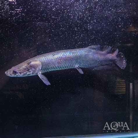 Arapaima Arapaima Gigas Aqua Imports