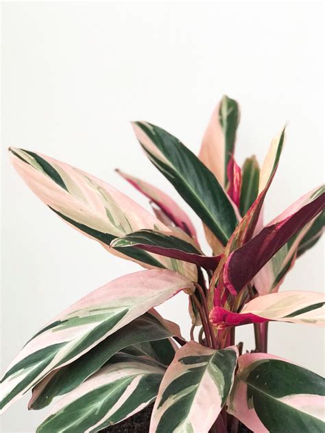 Calathea Triostar Pink And Green Leaf Potted Plant