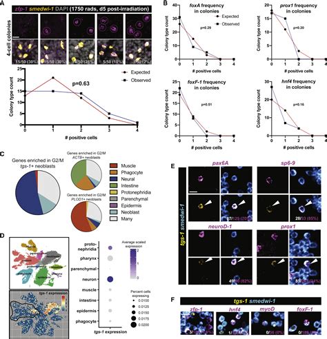 Planarian Stem Cells Specify Fate Yet Retain Potency During The Cell