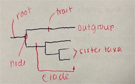 Bio 152 Exam 2 Learning Objectives Flashcards Quizlet