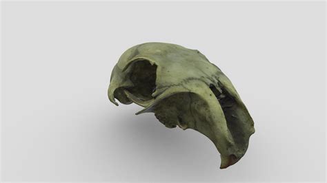 Squirrel Skull Buy Royalty Free 3d Model By Peterfalkingham