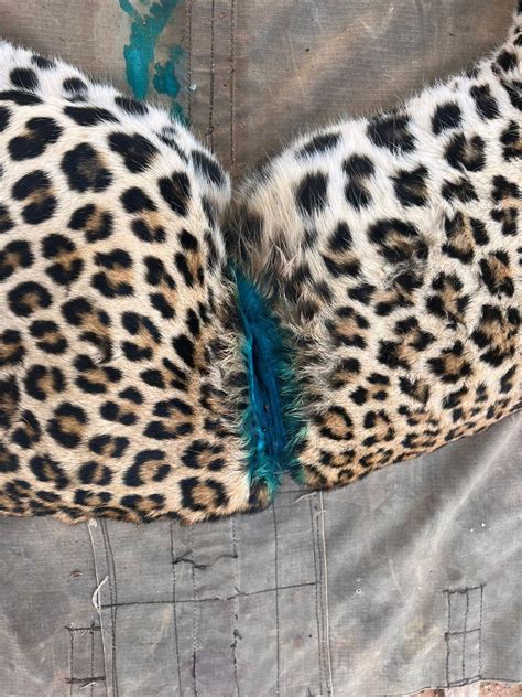 Phillip Bronkhorst Safaris Ellisras