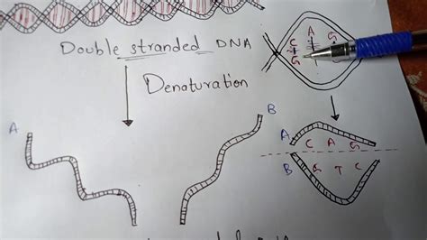 Denaturation And Renaturation By Phanindra Guptha Youtube