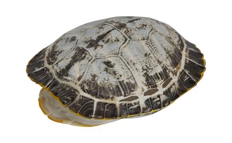 Can I Use A Dead Turtle Shell As A Basking Spot For A Beardie I Would Get It From A Humane