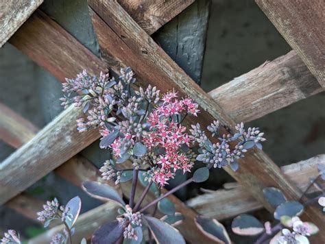 More Open Flowers On One Of My Outdoor Sedum Pots Rsucculents
