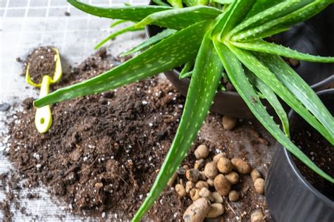 Premium Photo Expanded Clay Granules For Drainage Of Root System