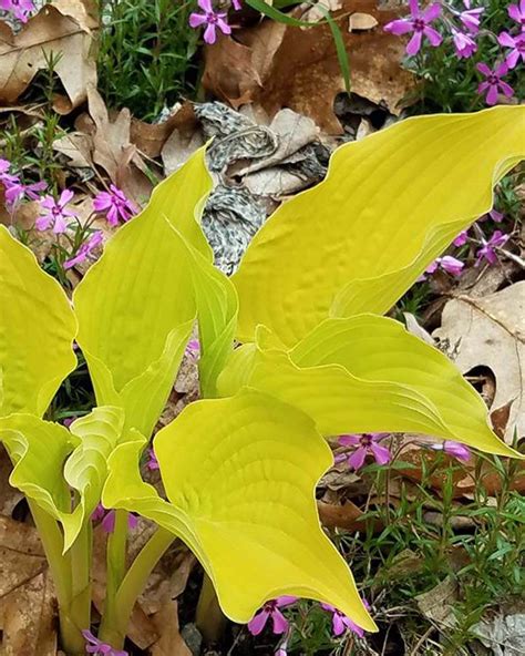 15 Best Yellow Hosta Varieties With Images World Of Garden Plants