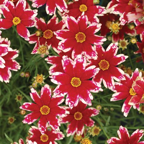 Coreopsis ‘ruby Frost Terra Nova® Nurseries Inc