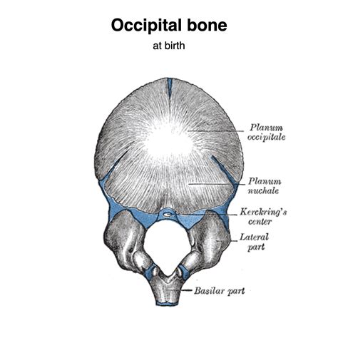 Anatomy And Function Of The Occipital Bone Explained With
