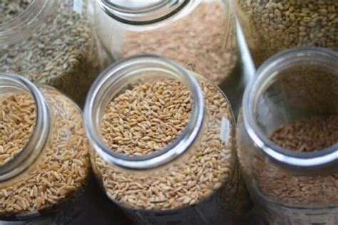 Wheat Berries Everything You Need To Know