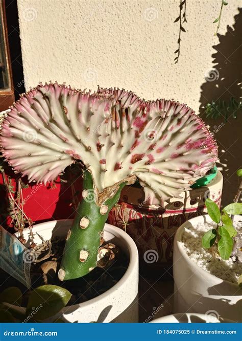 Euphoria Plant Stock Image Image Of Pinkwit Green 184075025