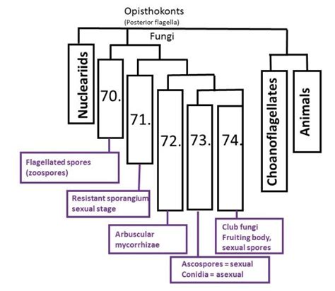 Bio 102 Exam 1 Opisthokonts Diagram Quizlet