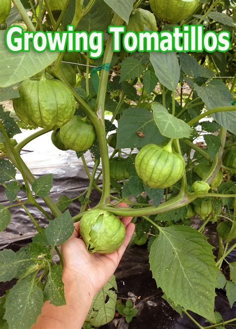 Tomatillos Growing Guide