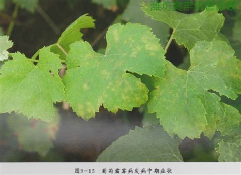 葡萄常见病害的识别与防治霜霉病 搜狐