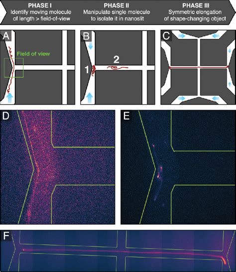 Automated Steps Of Single Molecule Stretching A A Dna Molecule 3 Download Scientific Diagram