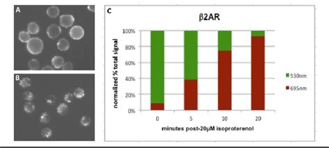 Figure 4 From Self Checking Cell Based Assays For Gpcr Desensitization