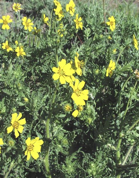 Engelmann Daisy Species Spotlight Bamert Seed