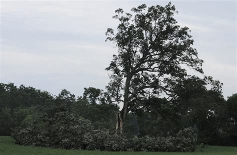 The Oak Tree From Shawshank Redemption Has Been Cut Down Because Life Just Isn T Fair Maxim