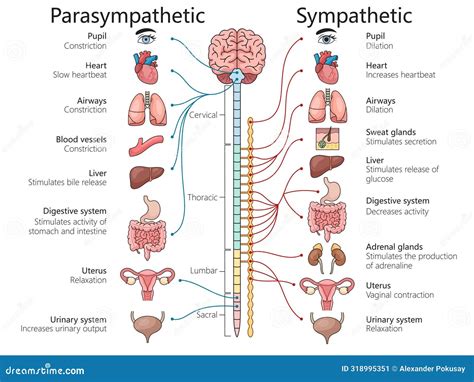 Parasympathetic And Sympathetic Nervous Systems Cartoon Vector 318995351