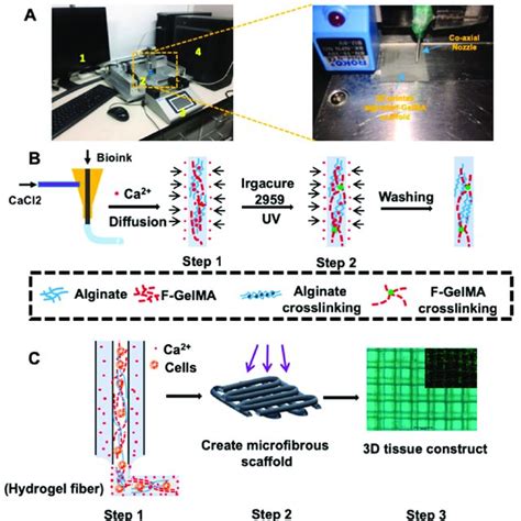 Schematic Illustration Of Fabrication Of Alginate F Gelma Hydrogel And Download Scientific